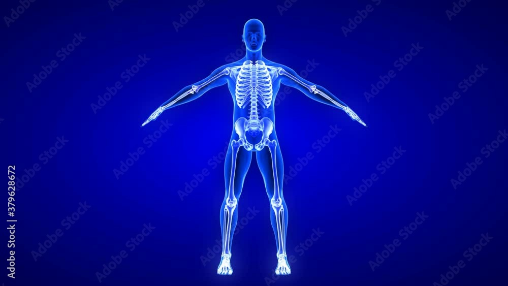 Elbow Pain animation - front view. Blue Human Anatomy Body 3D Scan ...