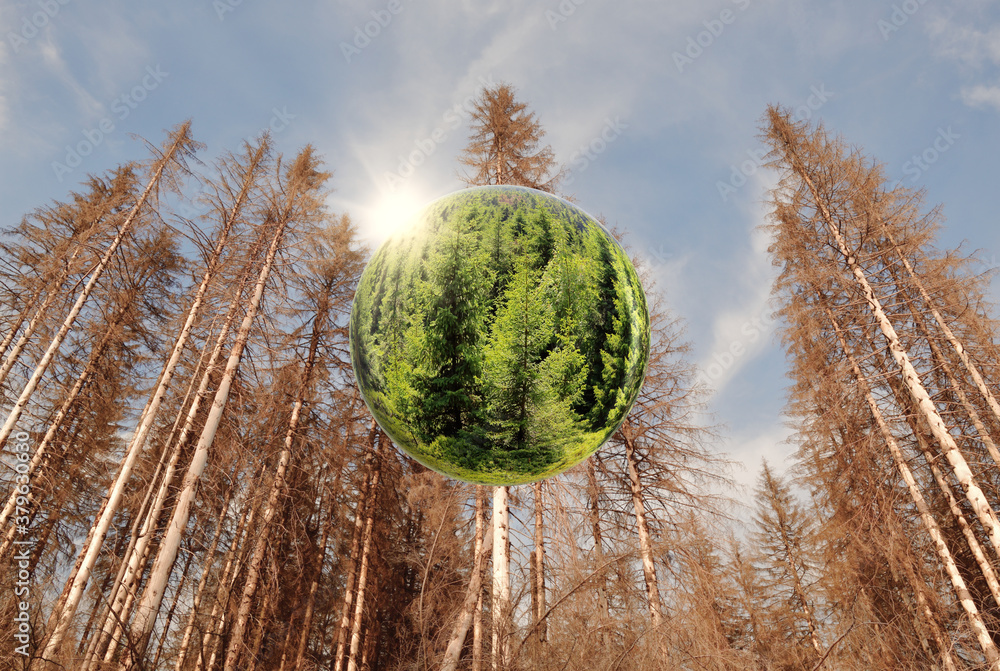 Forest dieback and global warming concept. A healthy green forest ...