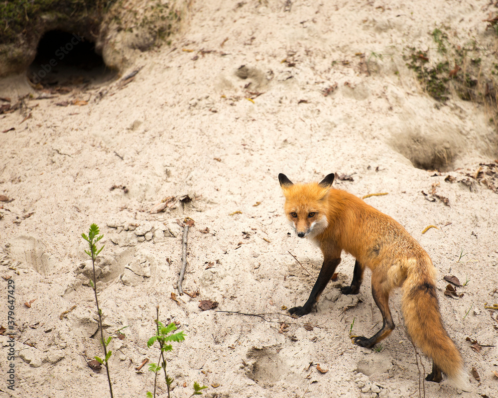 Red Fox Stock Photo. Red Fox by the den burrow hole in its habitat and ...