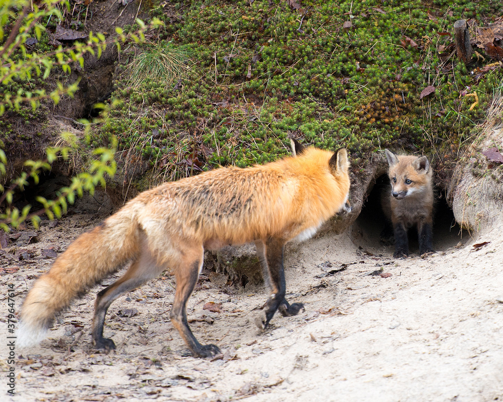 Red Fox Stock Photo. Red Fox mother and kit fox in the forest by the ...