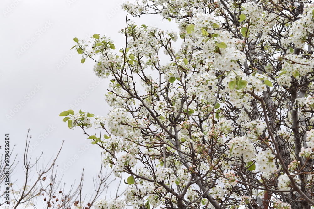 Partial view of a pyrus calleryana tree full of white flowers on a ...