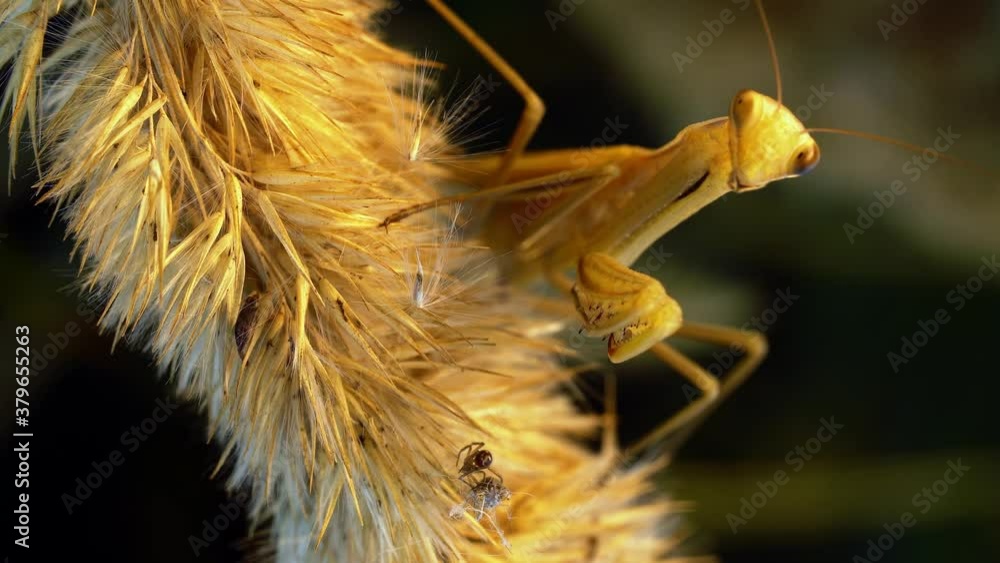 A hunting mantis sits on a spike and eats a spider in timelapse. An ...