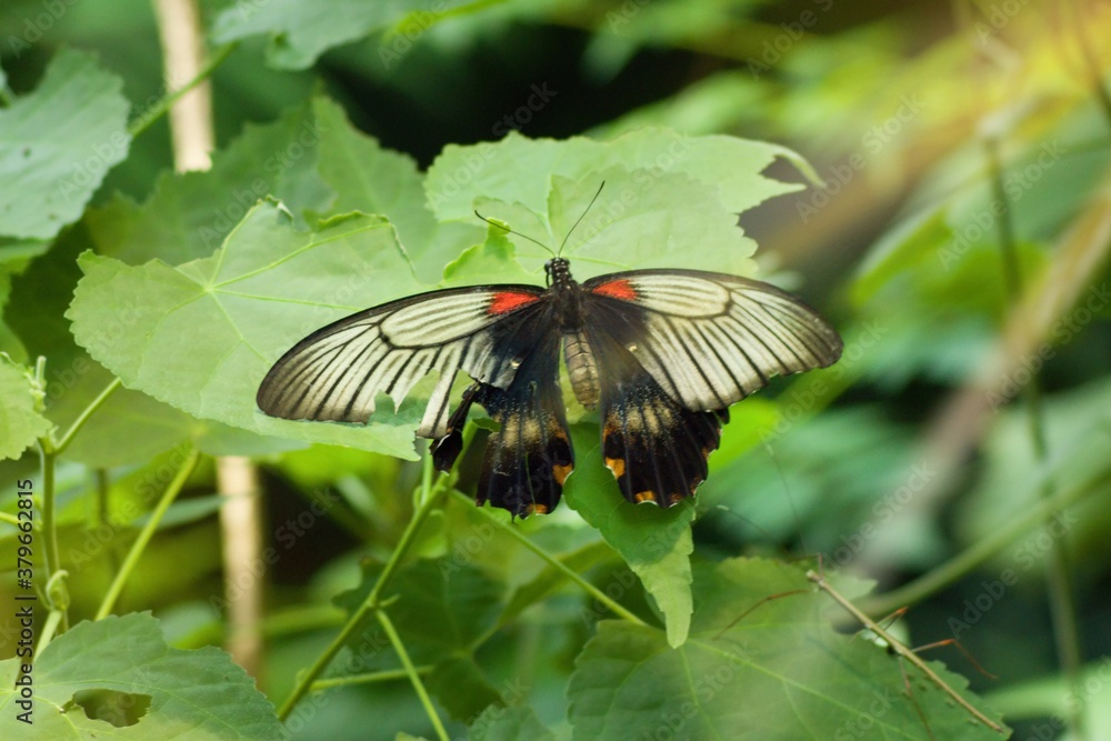 Great Yellow Mormon Butterfly on leaf. Papilio memnon, the great Mormon ...