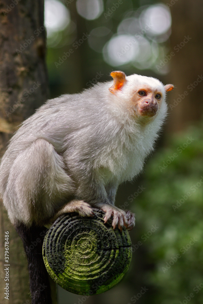 Tití plateado (Callithrix argentata) subido a un tronco de perfil ...