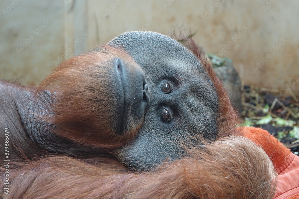 Foto de animal, mammifère, bornéo, jardin zoologique, faune, orang ...