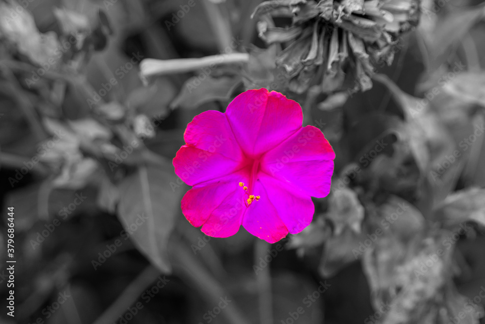 Flor de jardín perico rosa con fondo en blanco y negro Stock Photo ...