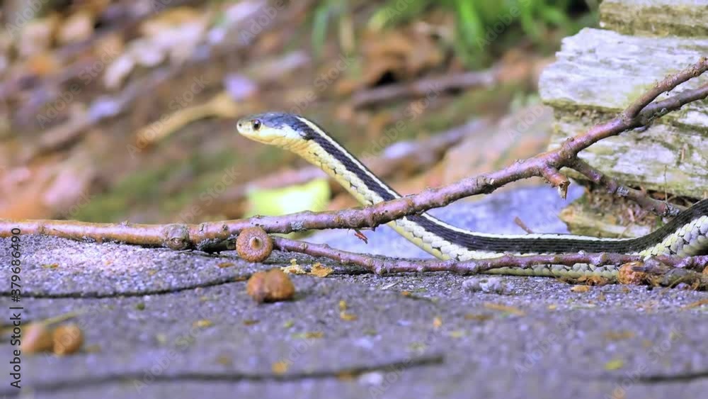 An Eastern Ribbon Snake stretches her jaw while digesting the still ...