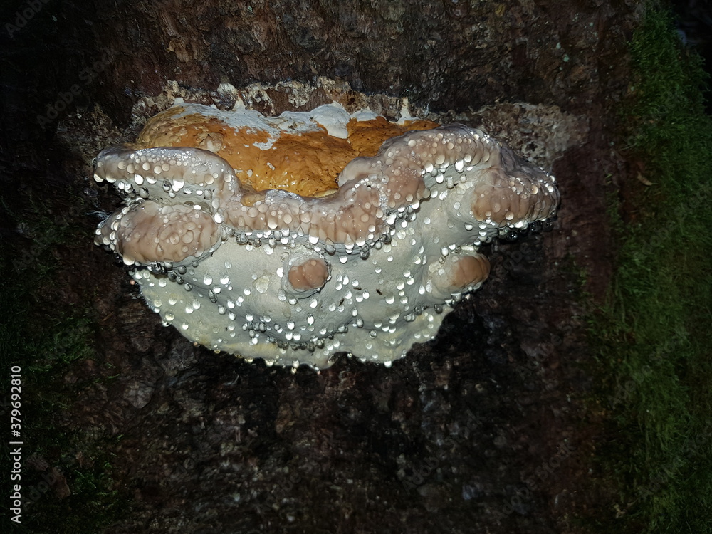 Polypores are a group of fungi that form large fruiting bodies with ...