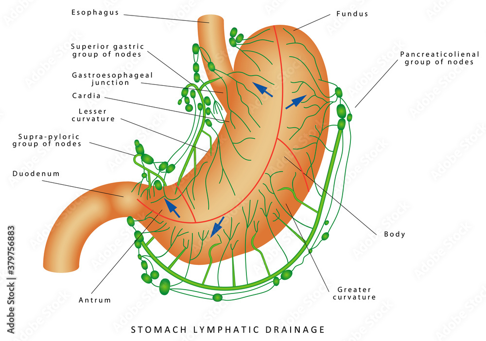 Grafika wektorowa Stock: Lymphatic drainage of the stomach. Human ... Grafika wektorowa Stock: Lymphatic drainage of the stomach. Human ...