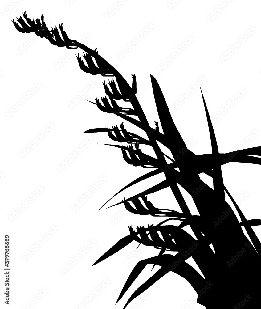 Harakeke New Zealand flax drawing Stock Vector | Adobe Stock