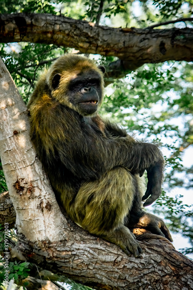 Young gigantic male Chimpanzee sleeping and relaxing on a tree in ...