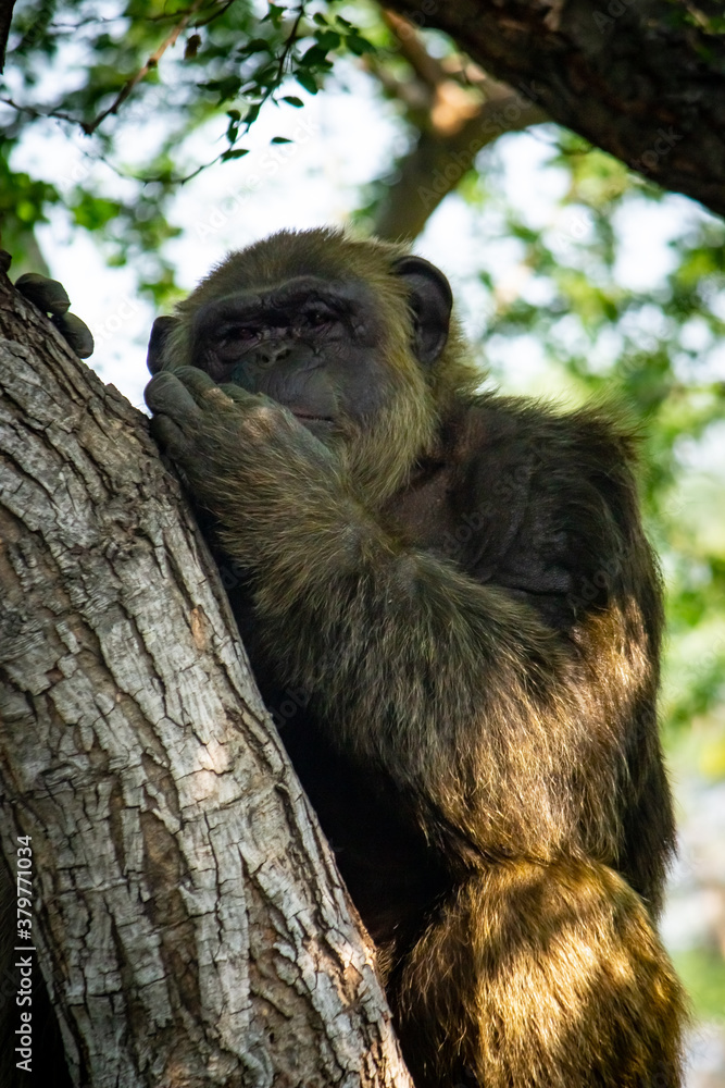 Young gigantic male Chimpanzee siting on a tree in Habitat forest ...