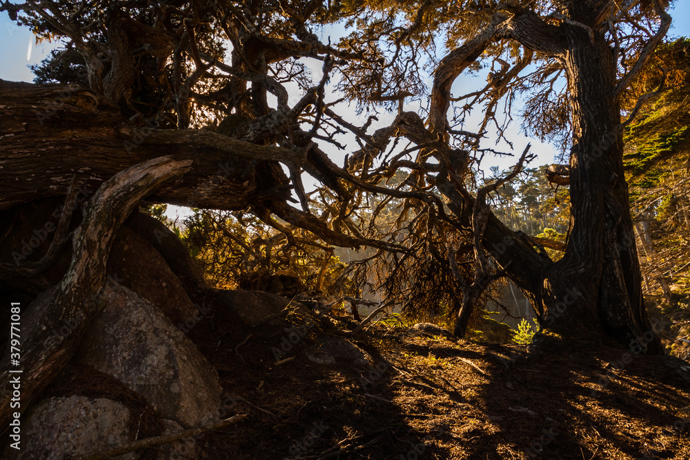 Foto de Twisted and Bent Monterey Cypress Trees (Cupressus macrocarpa ...