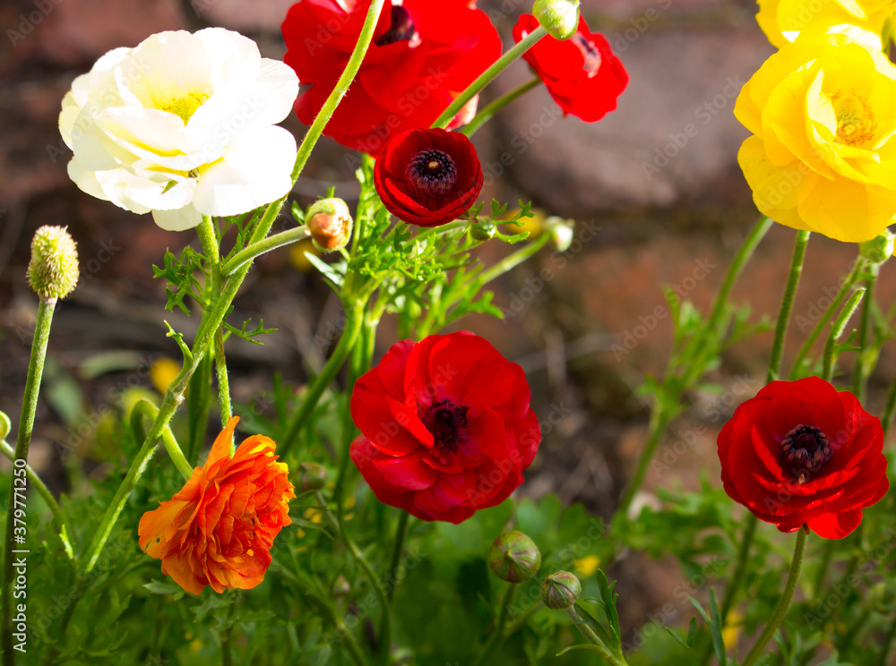 Delicate bright colored double flowered Anemone a genus of 120 species ...