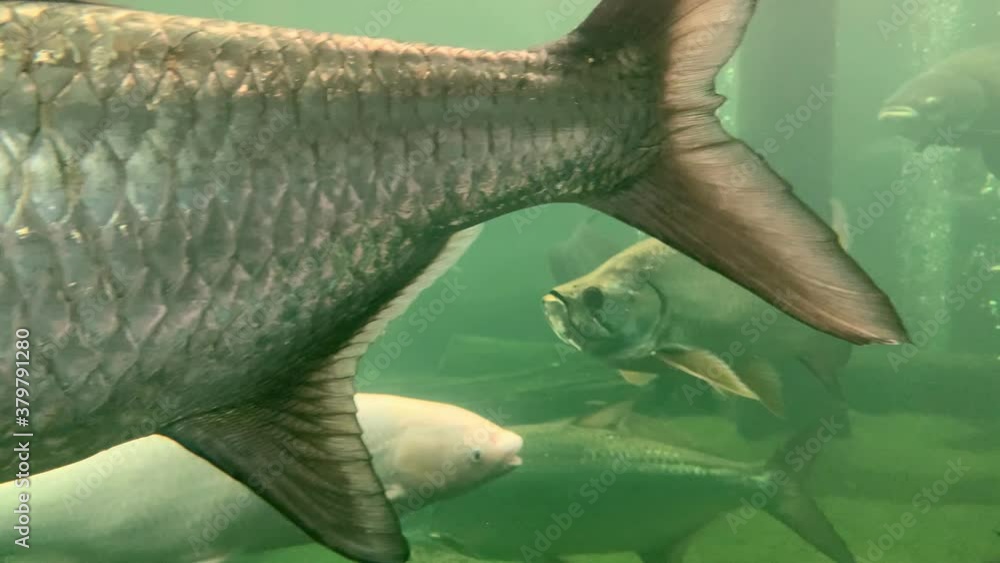close up Atlantic tarpon skin and scale details. monster fishes in the ...