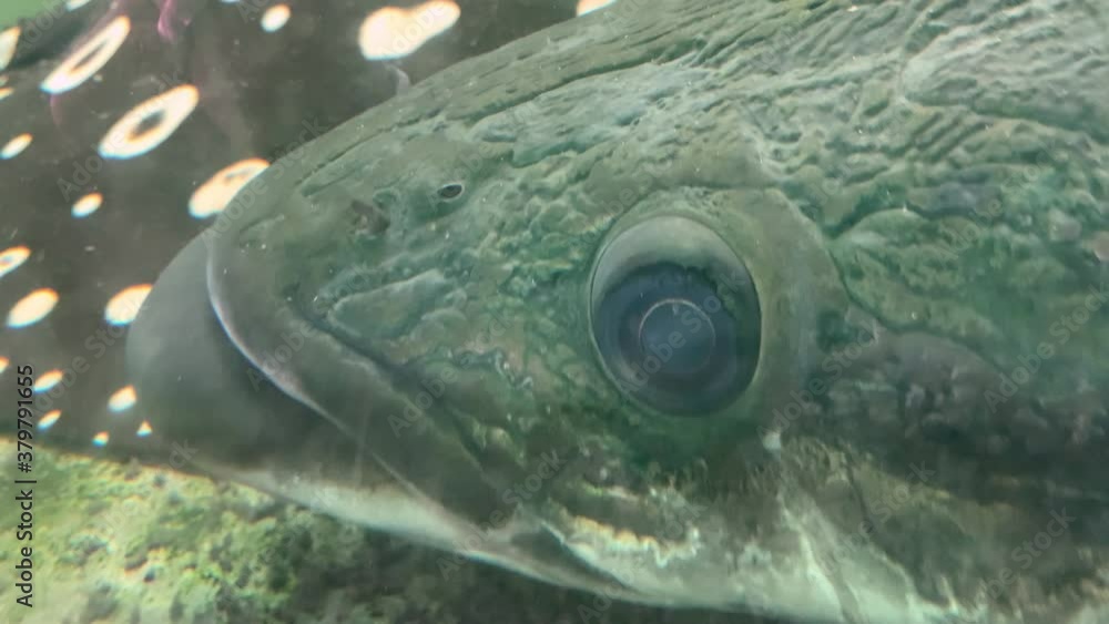 close up scary Arapaima gigas eye moving. monster fishes in the tank ...