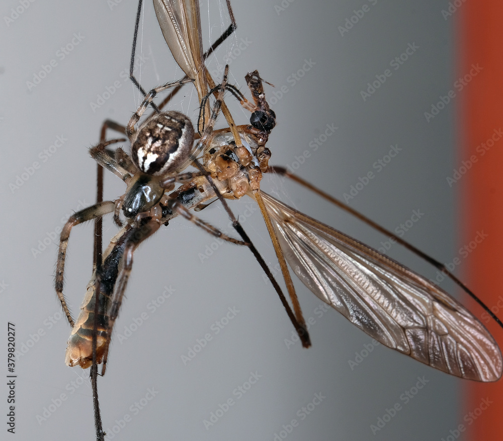 Foto de Garden spider subduing crane fly in web to eat later. (Daddy ...