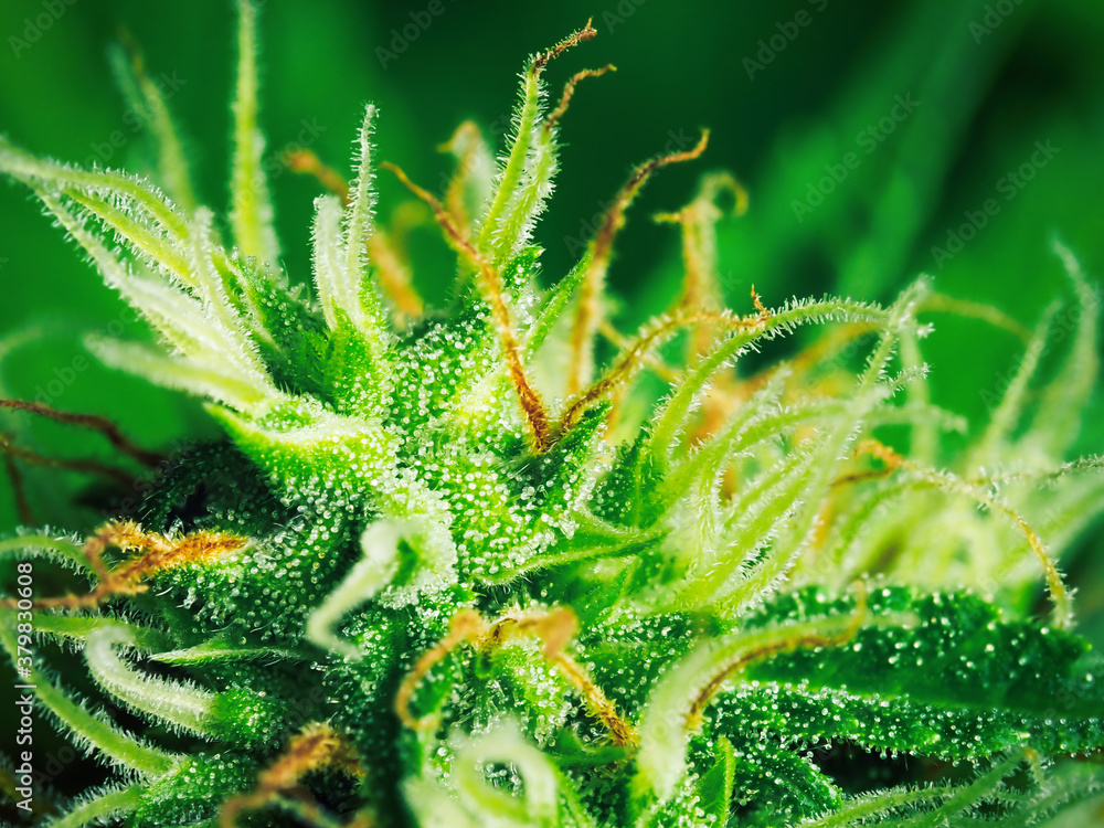 Ripe cannabis plant macro - Northern Light. Blooming female marijuana ...