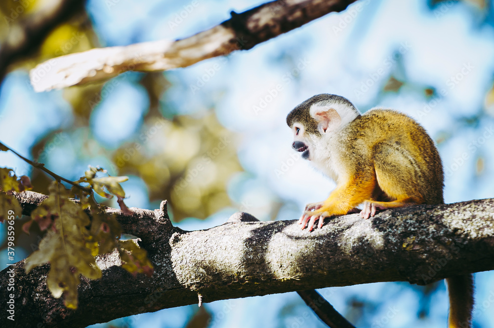 Petit singe saïmiri jaune à tête noire ou singe-écureuil Stock Photo ...