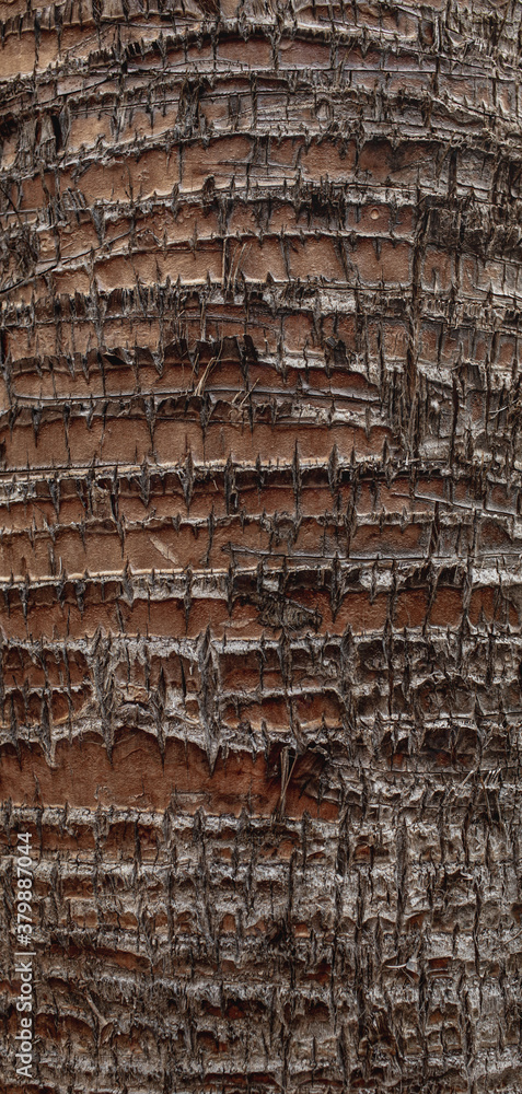 Cutted scars, chopped slits, groove saw notches, scabbed of coco bole ...