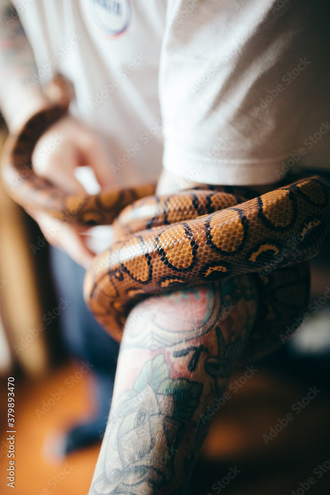 Man holding a rainbow boa constrictor at home Stock Photo | Adobe Stock