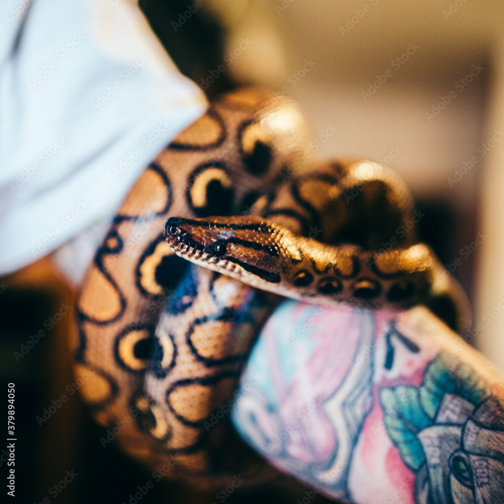Man holding a rainbow boa constrictor at home Stock Photo | Adobe Stock