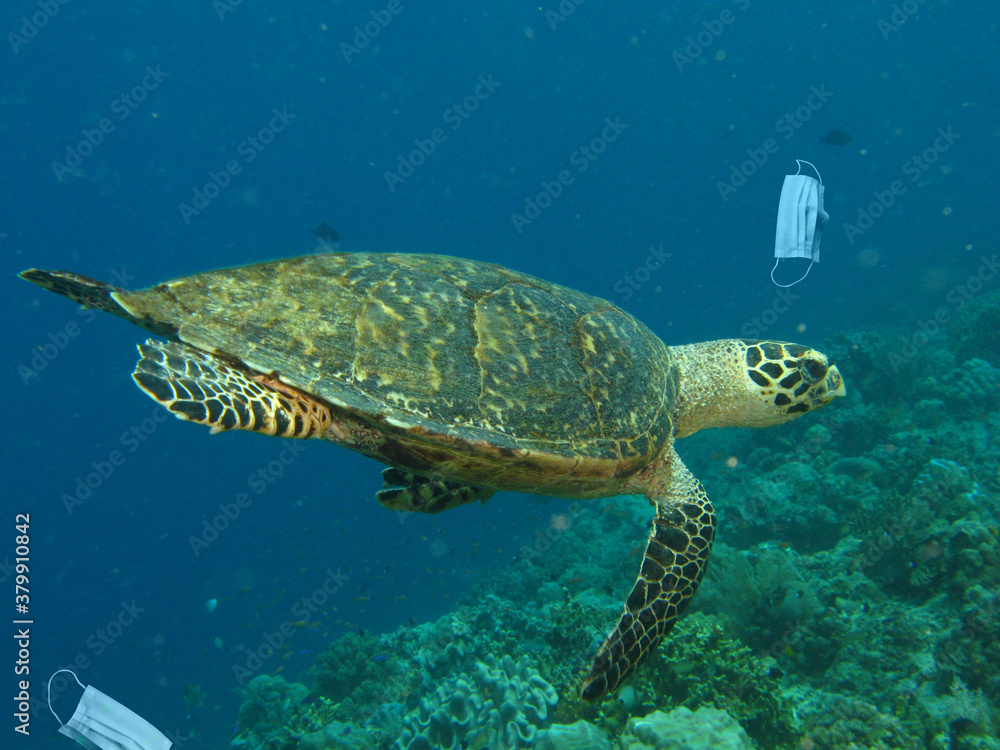 A sea turtle near a surgical mask thrown into the sea. Photo ...