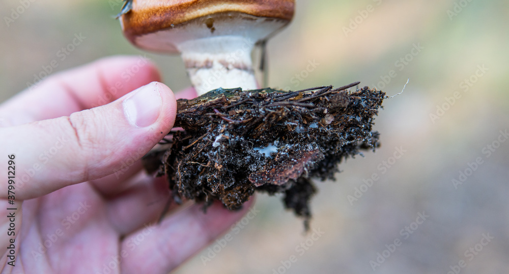 .forest substrates for mushroom germination. Fungi and their habitat ...