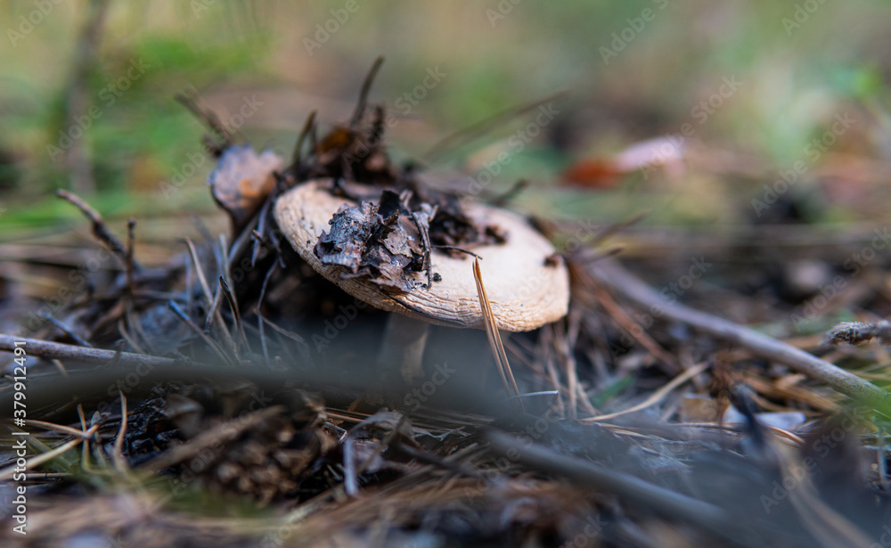 .forest substrates for mushroom germination. Fungi and their habitat ...