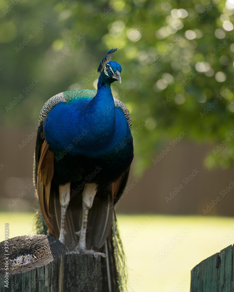 Peacock Stock Photos. Peacock close-up profile view with a blur ...
