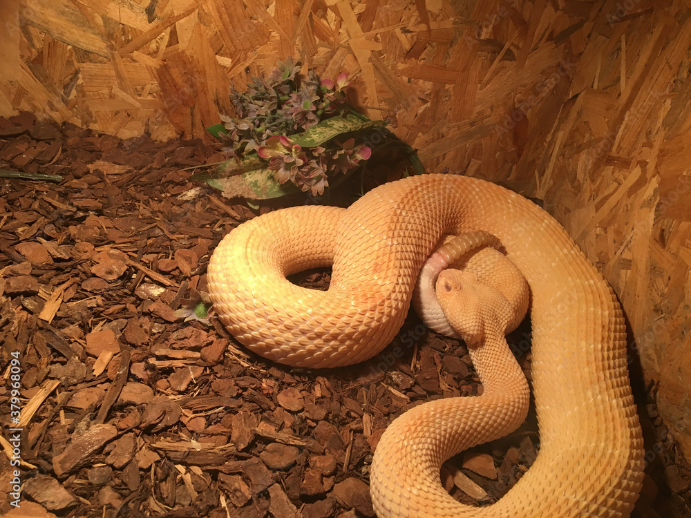 snake in terrarium Stock Photo | Adobe Stock