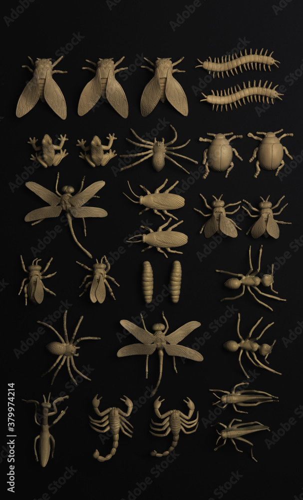 Insectorium/collection of bugs/insects. Stock Photo | Adobe Stock