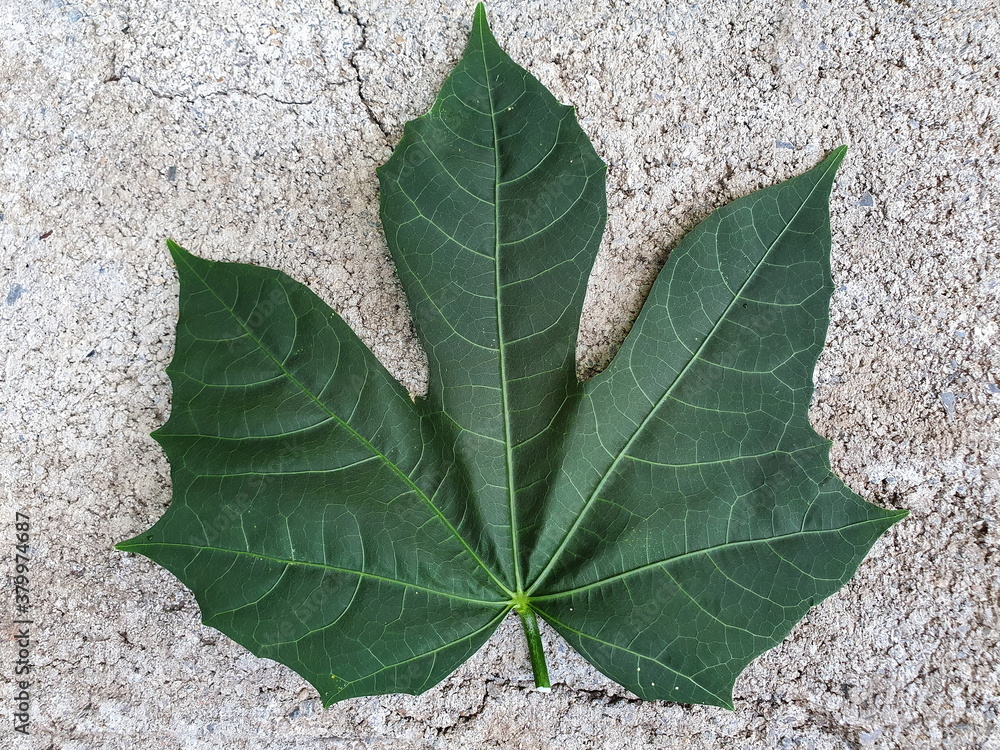 Close up the fresh green color of the spinach leaves or Chaya put on ...