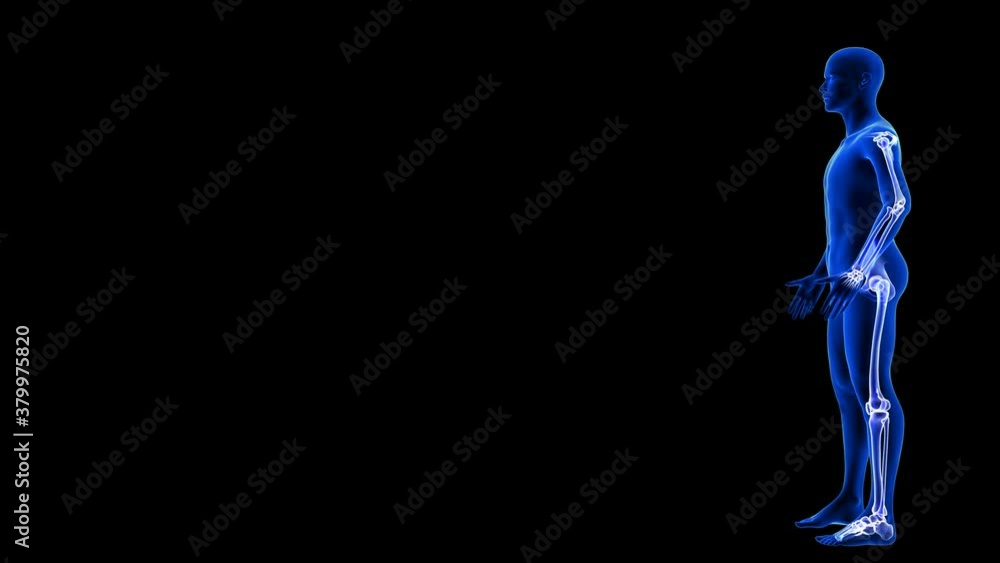 Joint Pain animation from side view. Blue Human Anatomy Body 3D Scan ...