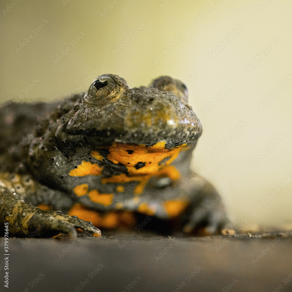 Close up frontal view of Yellow-bellied toad (Bombina variegata ...
