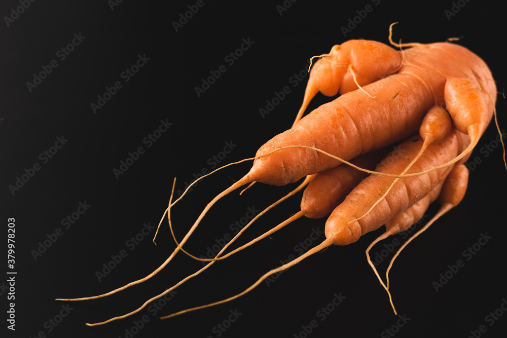 Ugly carrot on a black background. Funny, unnormal vegetable or food ...