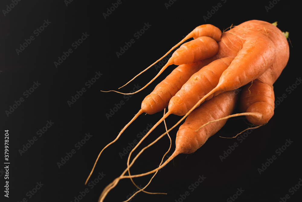 Ugly carrot on a black background. Funny, unnormal vegetable or food ...
