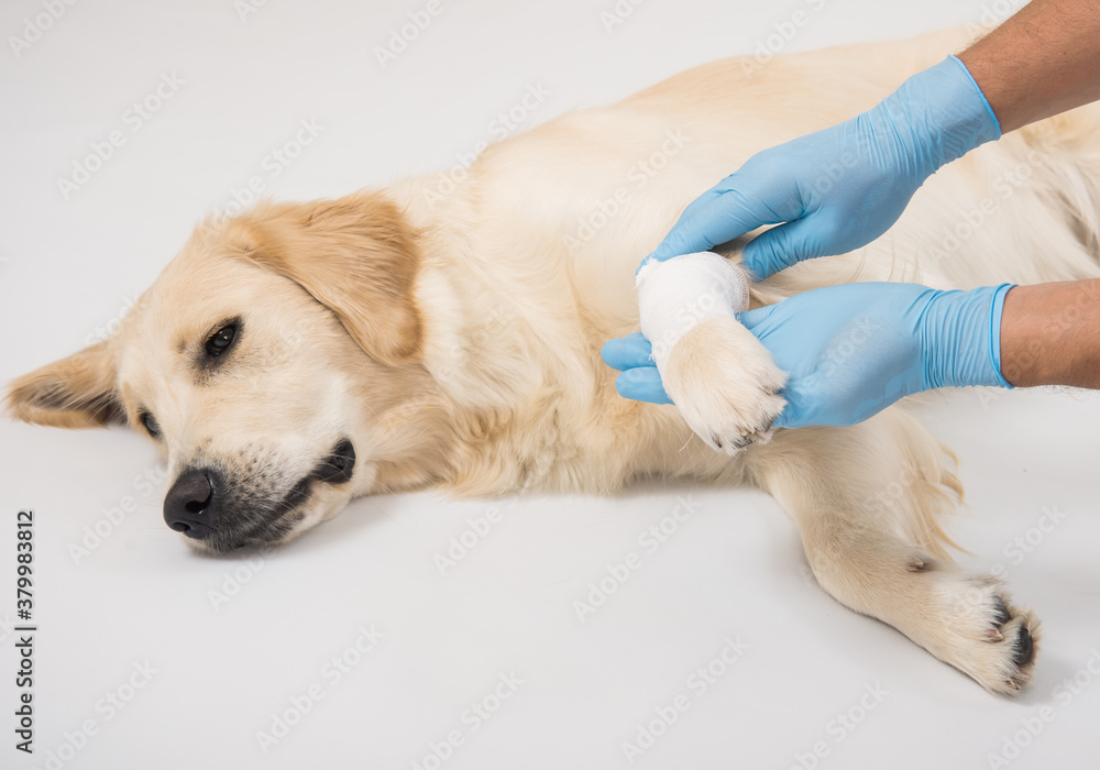 Medical examination of a white dog with hands in gloves on white ...
