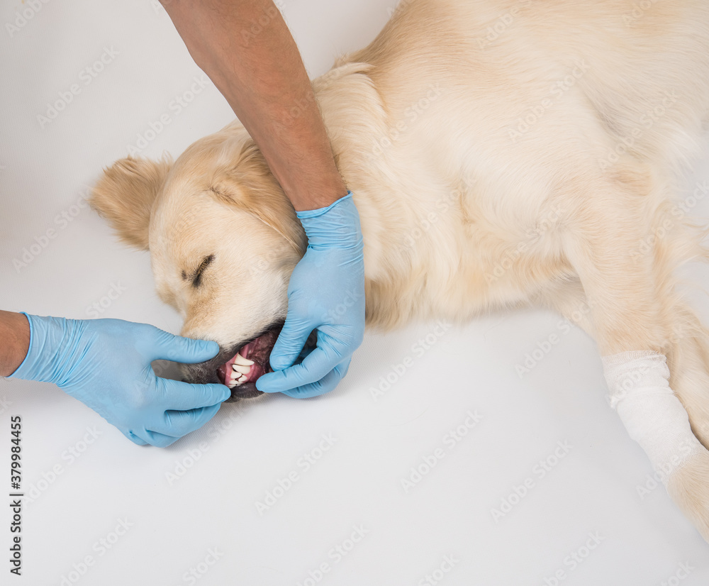 The Doctor's hands check the teeth of the golden retriever dog. The dog ...