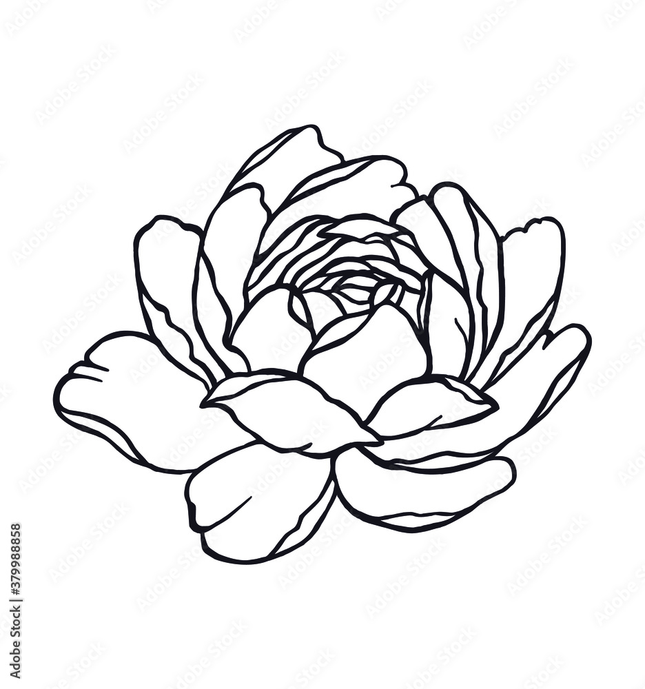 Hand drawn flower.Vector black outline peony rose flower drawing ...