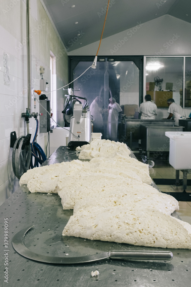 Separated curds being processed into cheese Stock Photo | Adobe Stock