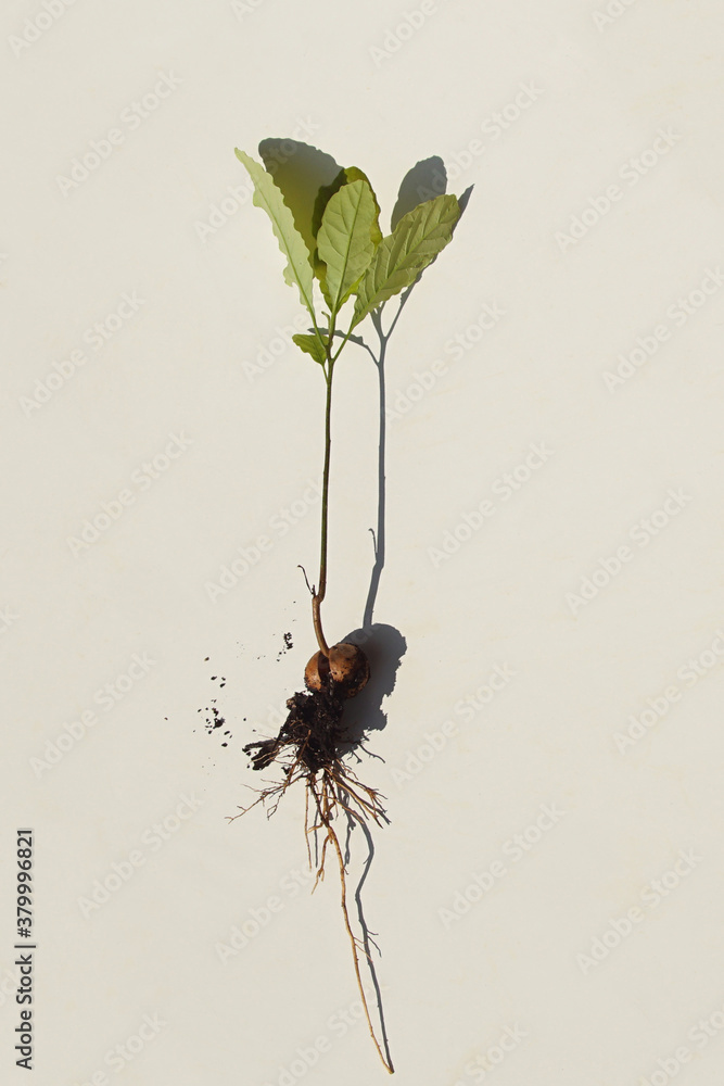 Young mango plant growing from seed with a stem, roots and green leaves ...