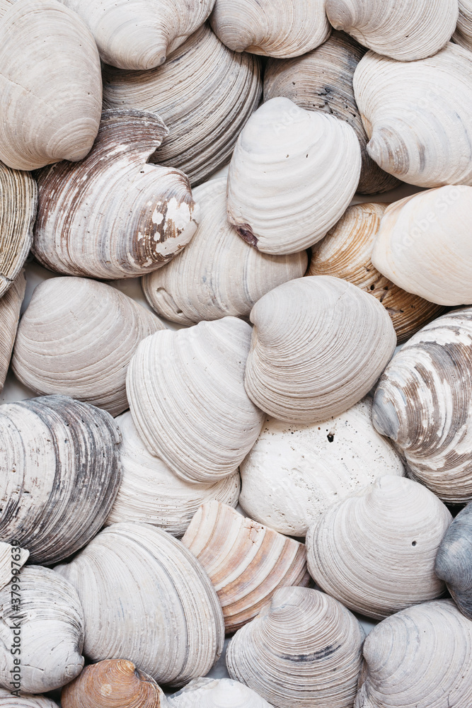 overhead image of rustic clam shells Stock Photo | Adobe Stock