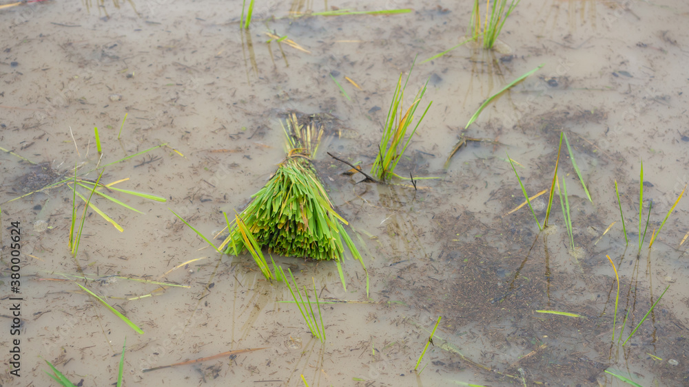 Rice-sheaf is tied with rope in rice field ready to grow, asian country ...