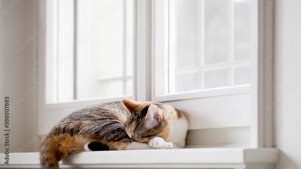 Cat rolled up sleeping on white window sill at home Stock Photo | Adobe ...