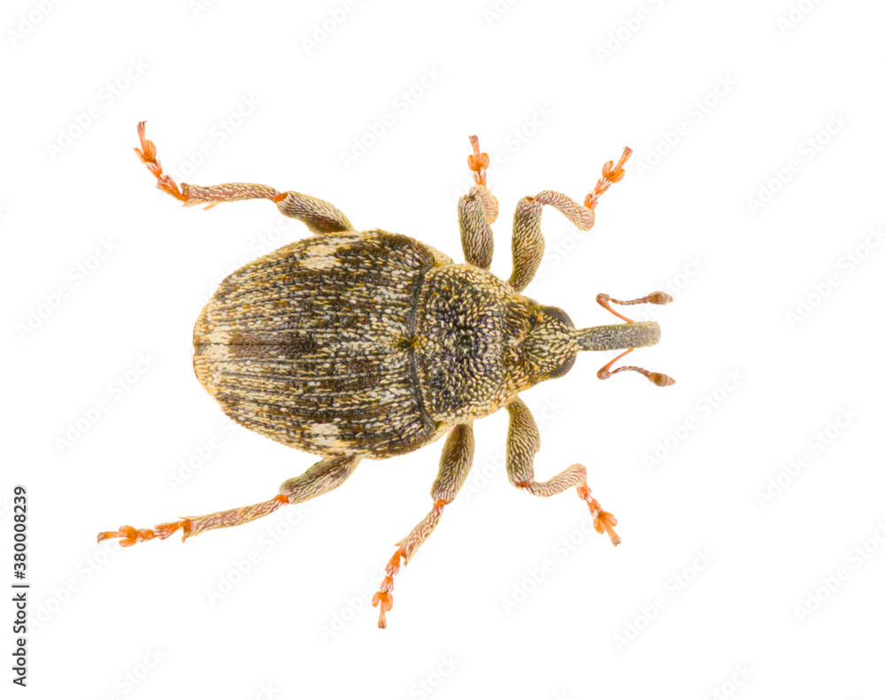 Nedyus quadrimaculatus, known as the minute seed weevils, is a species ...