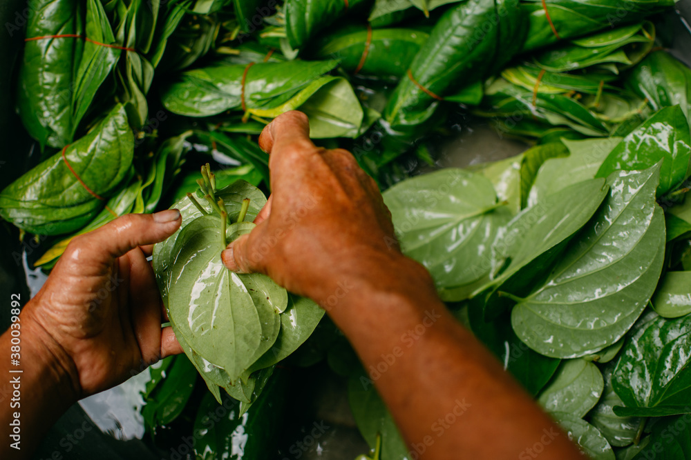 A hand holding a bunch of betel leaves. Betel leaves in India in a farm ...