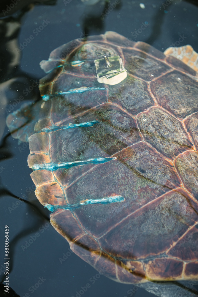 sea turtle with wounds on her shell caused from fishing man in a rescue ...