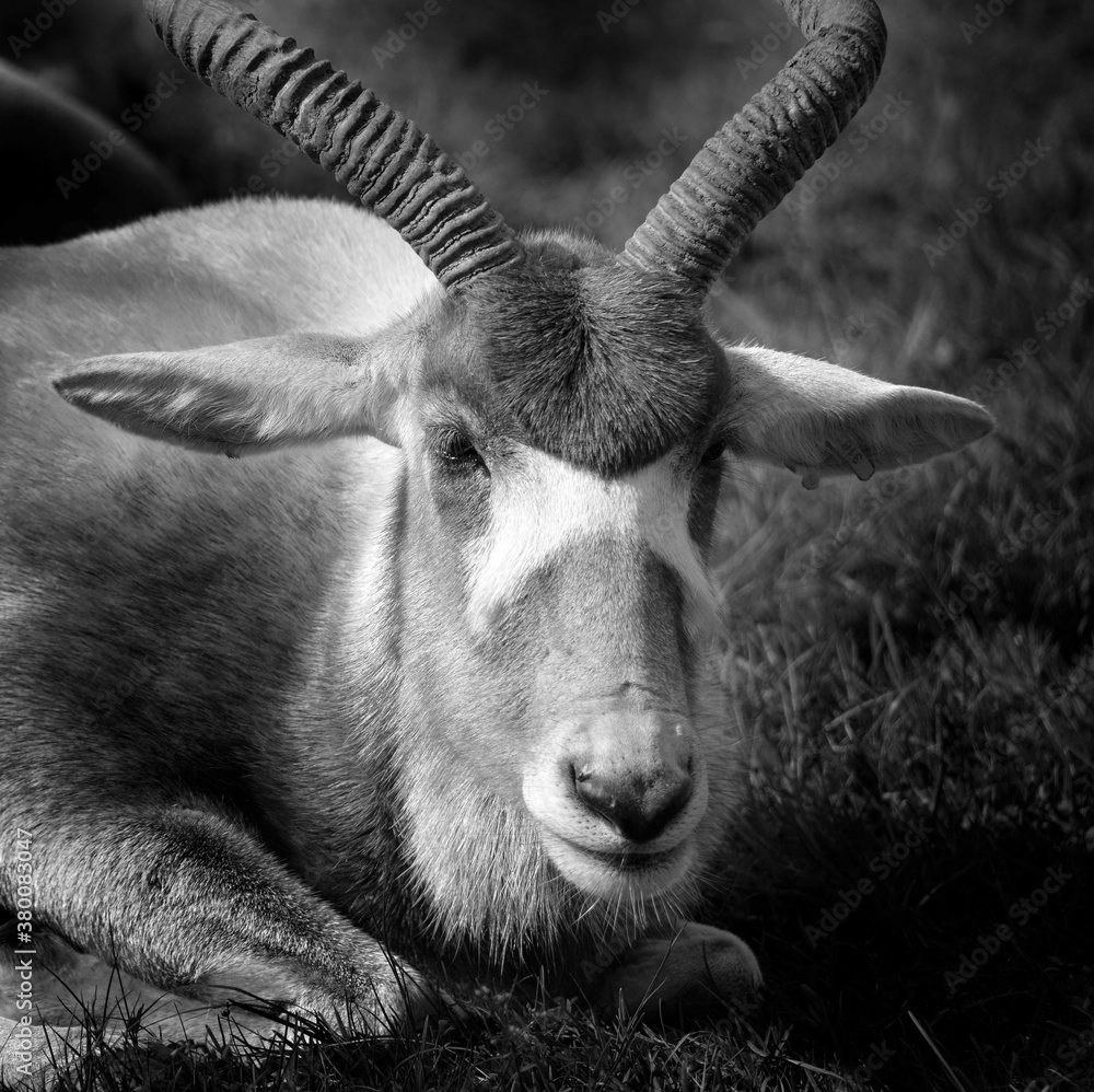 Addax, also known as the white antelope and the screwhorn antelope, is ...