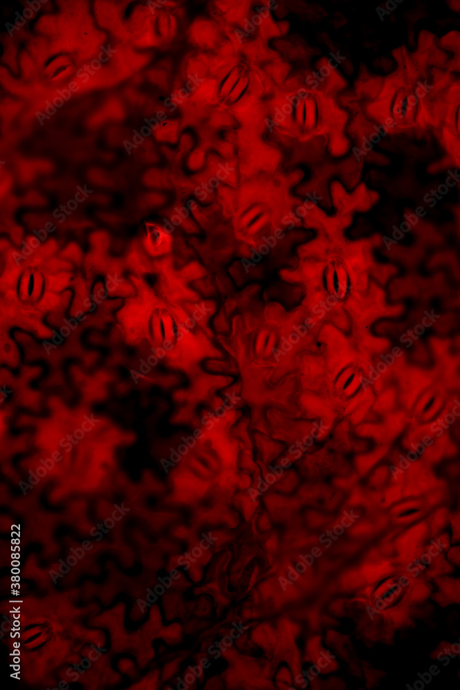 Foto de Leaf surface stomata from Rhoeo Disolor plant do Stock | Adobe ...